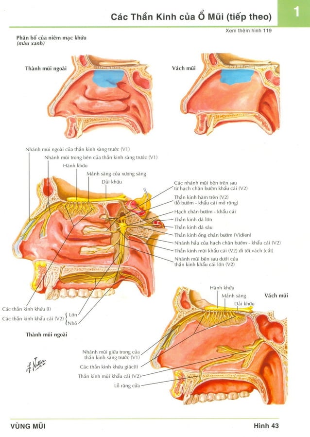 Atlas Giai phau nguoi Netter Tieng Viet - Phan 01 Dau co (1-151 ...