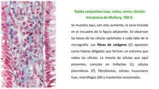 Atlas Histo (1).pdf