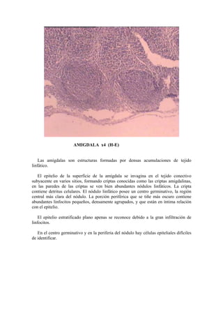 Histologia de los Organos | PDF