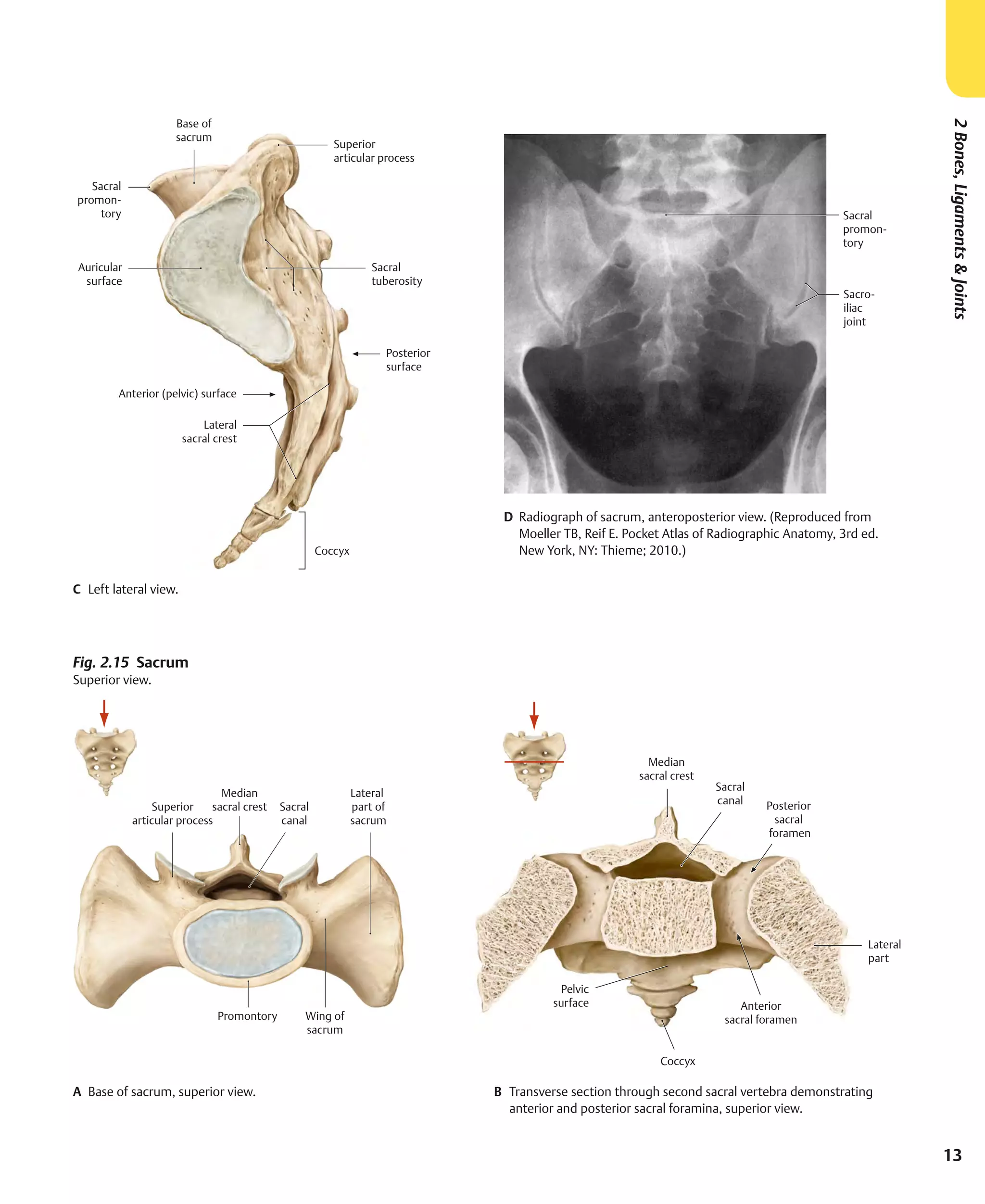 Atlas of Anatomy 4th Edition.Pdf
