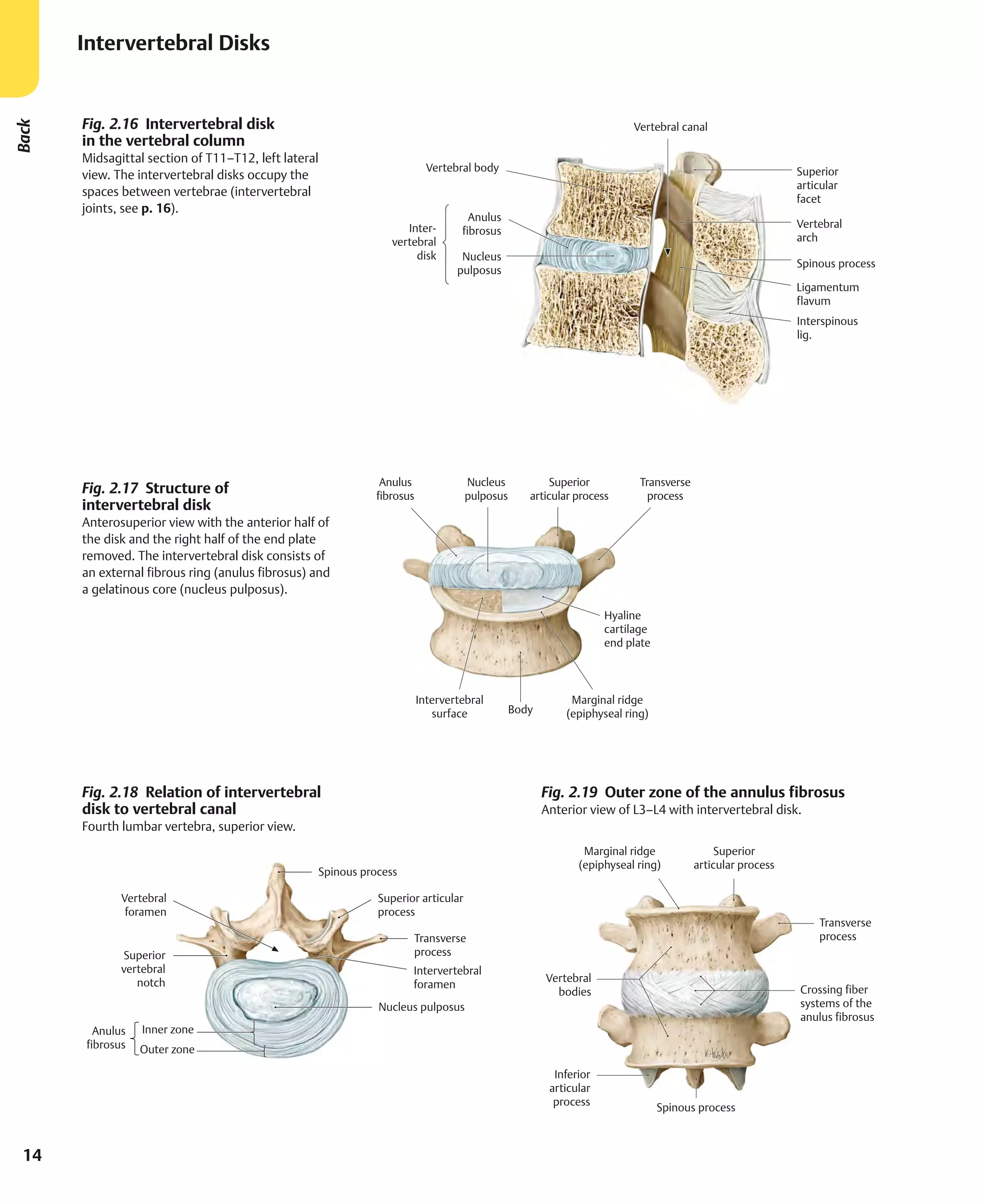 Atlas of Anatomy 4th Edition.Pdf