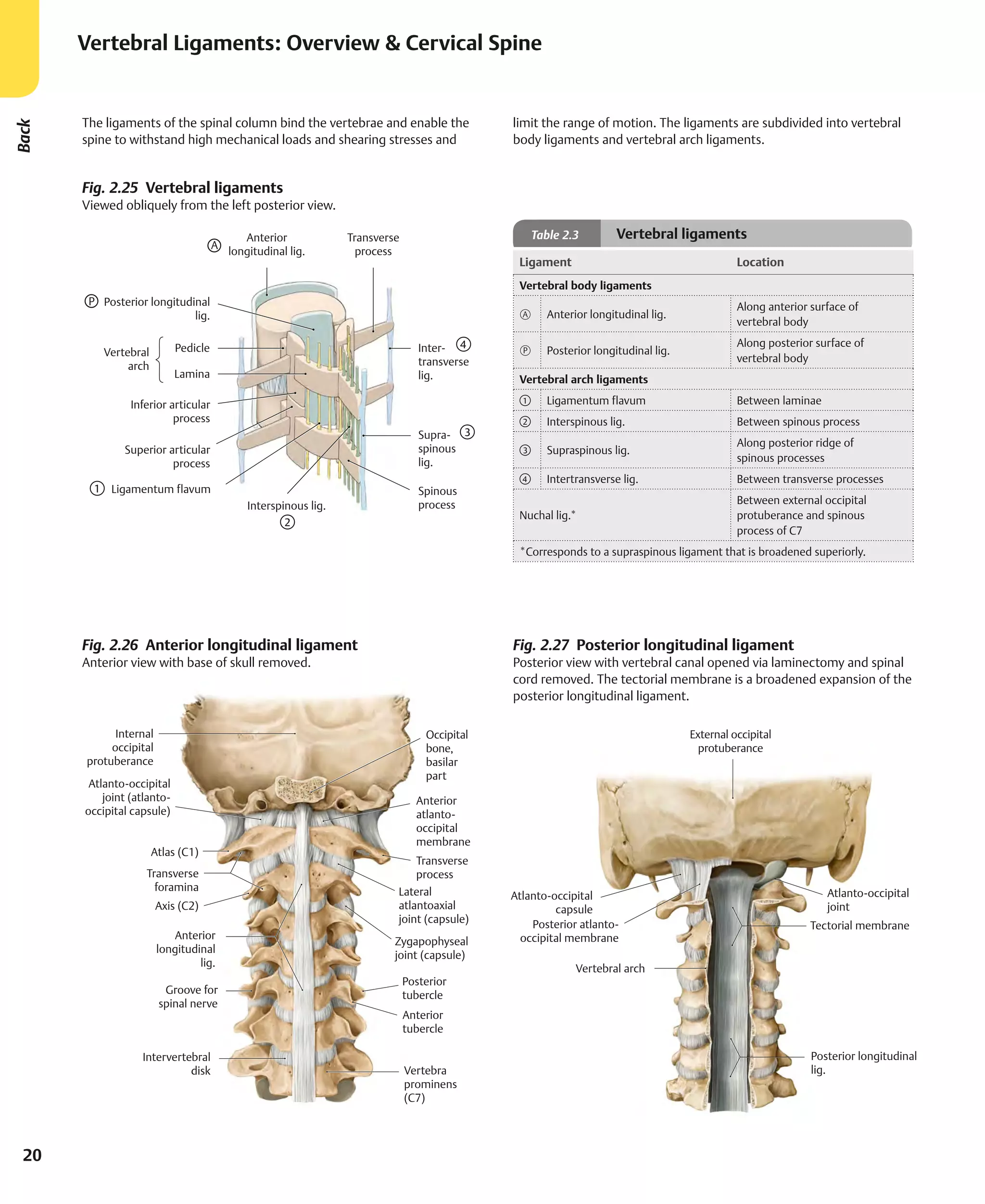 Atlas of Anatomy 4th Edition.Pdf | Death, Injury, or Military Conflict | Sensitive Topics