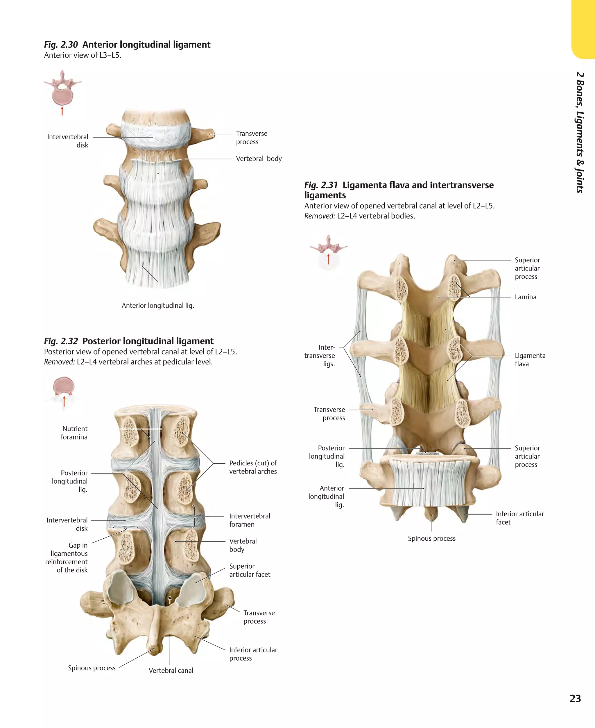 Atlas of Anatomy 4th Edition.Pdf | Death, Injury, or Military Conflict | Sensitive Topics