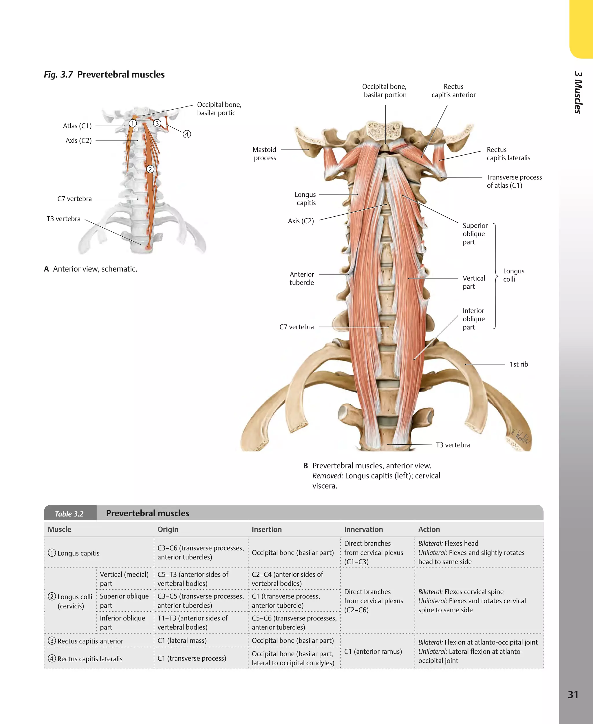 Atlas of Anatomy 4th Edition.Pdf
