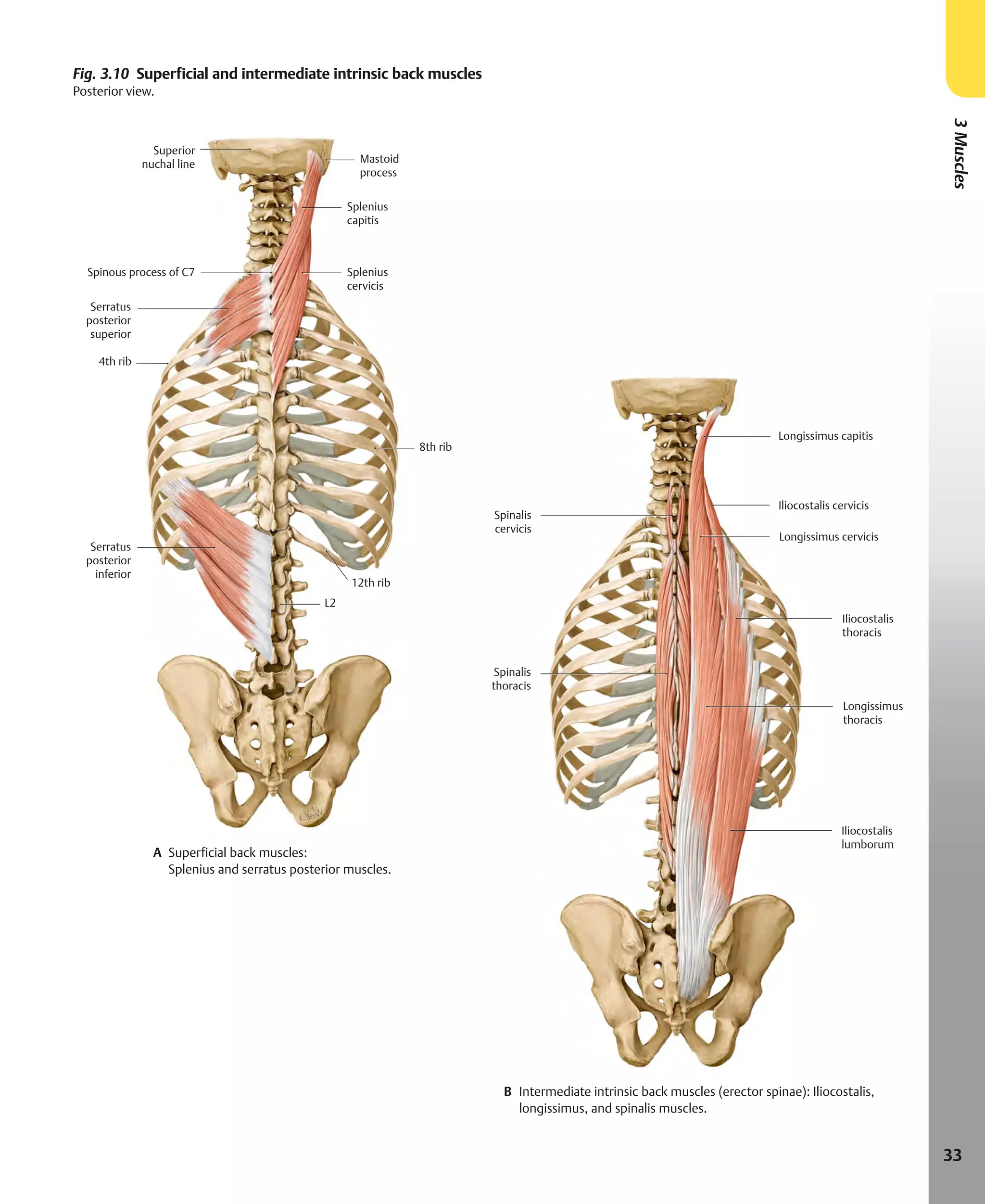 Atlas of Anatomy 4th Edition.Pdf