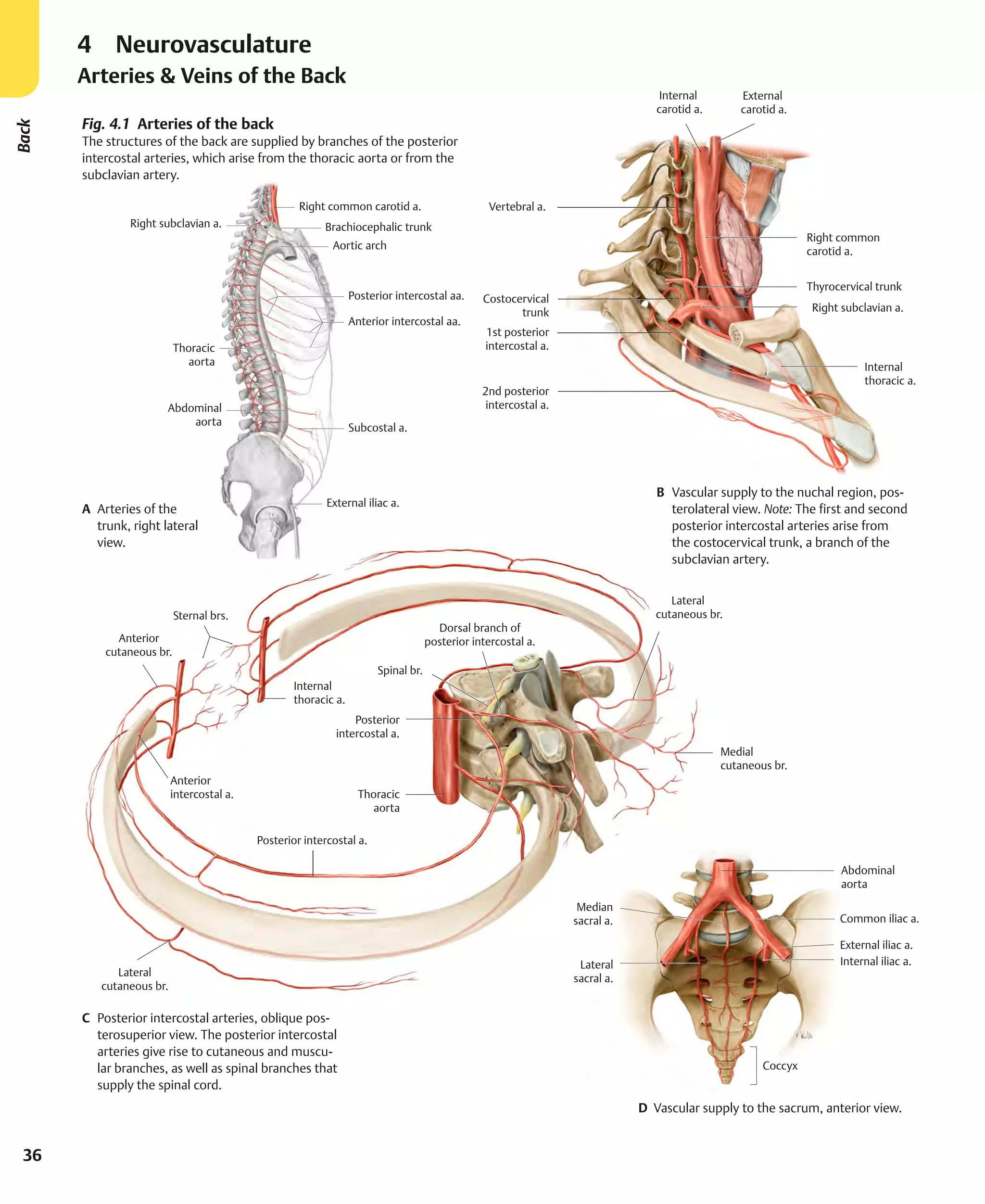 Atlas of Anatomy 4th Edition.Pdf