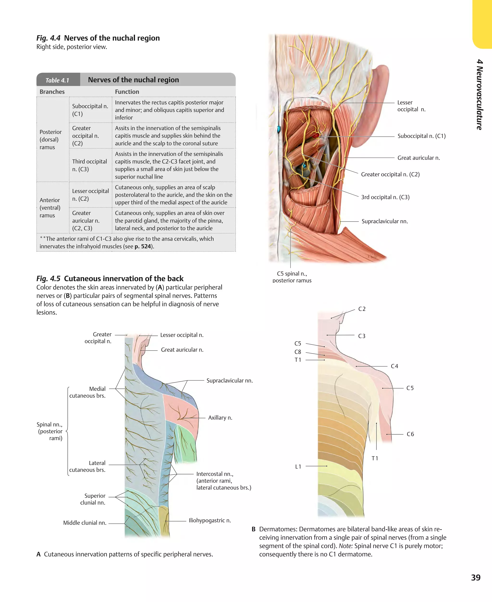 Atlas of Anatomy 4th Edition.Pdf