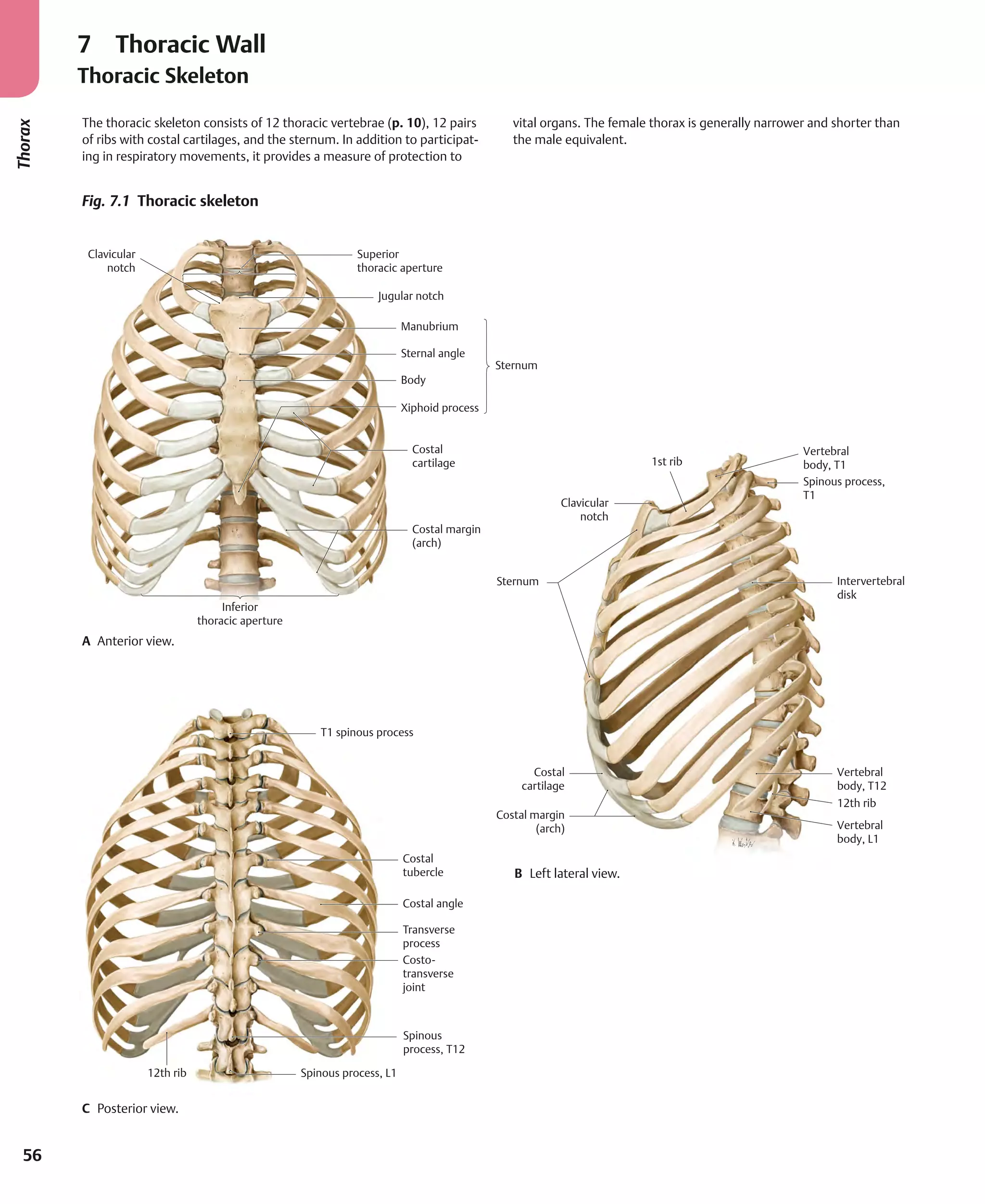 Atlas of Anatomy 4th Edition.Pdf