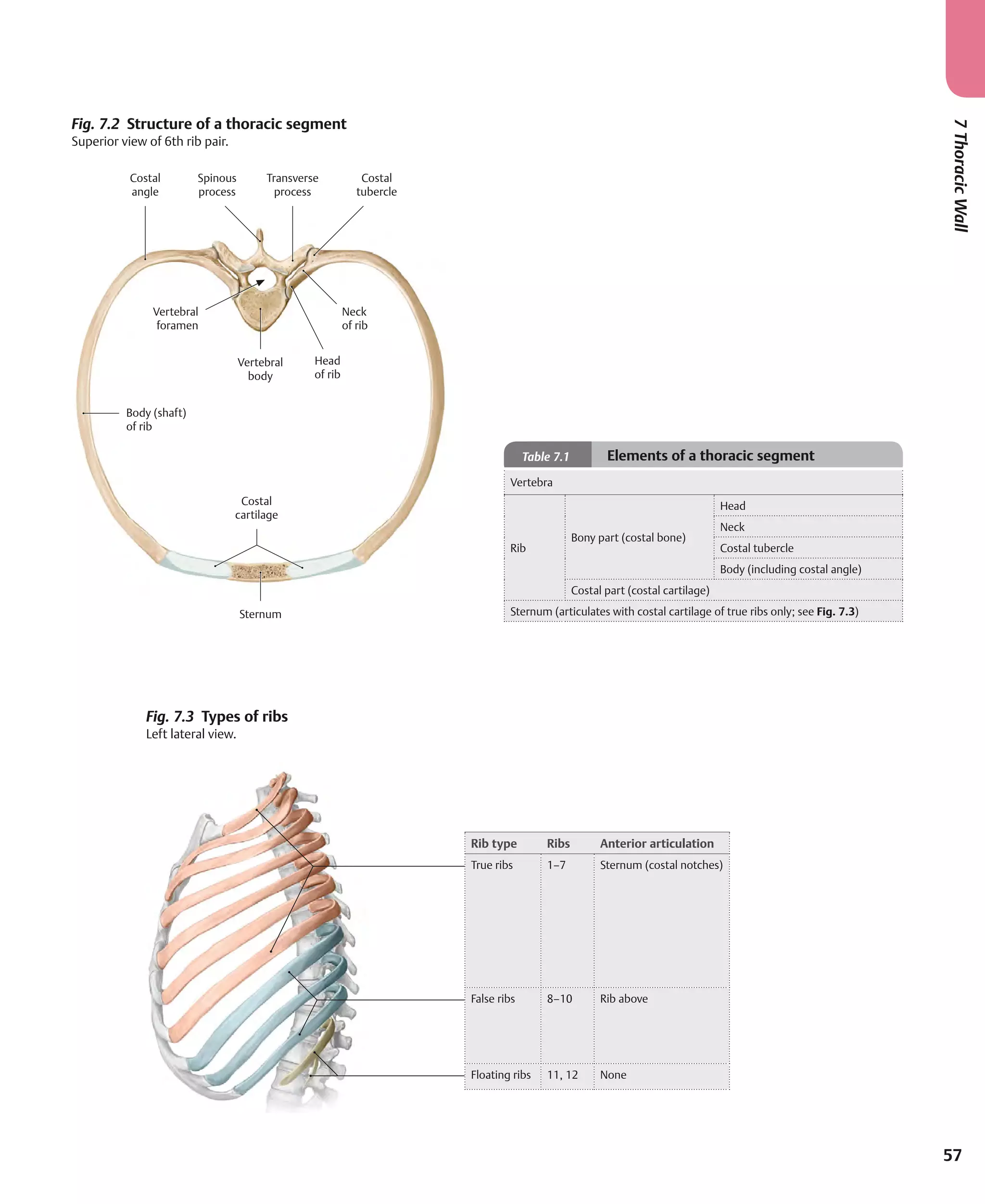 Atlas of Anatomy 4th Edition.Pdf