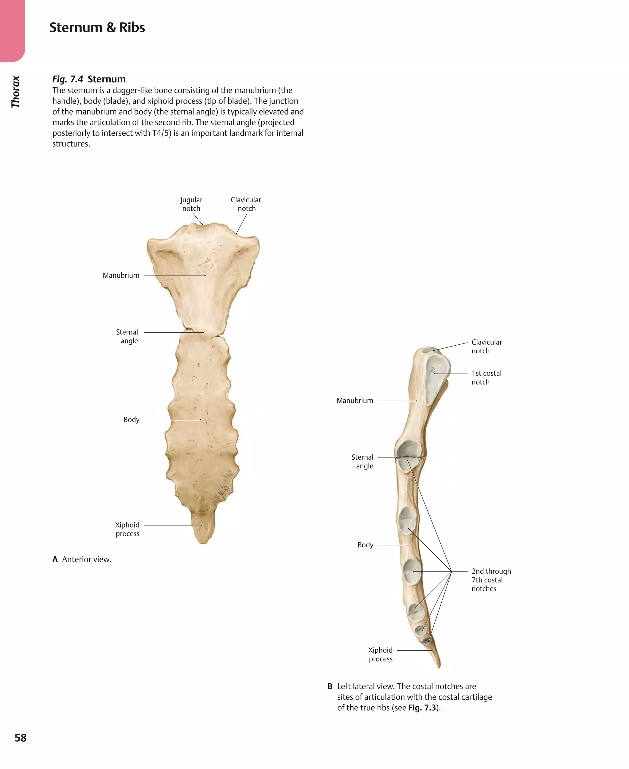 Atlas of Anatomy 4th Edition.Pdf