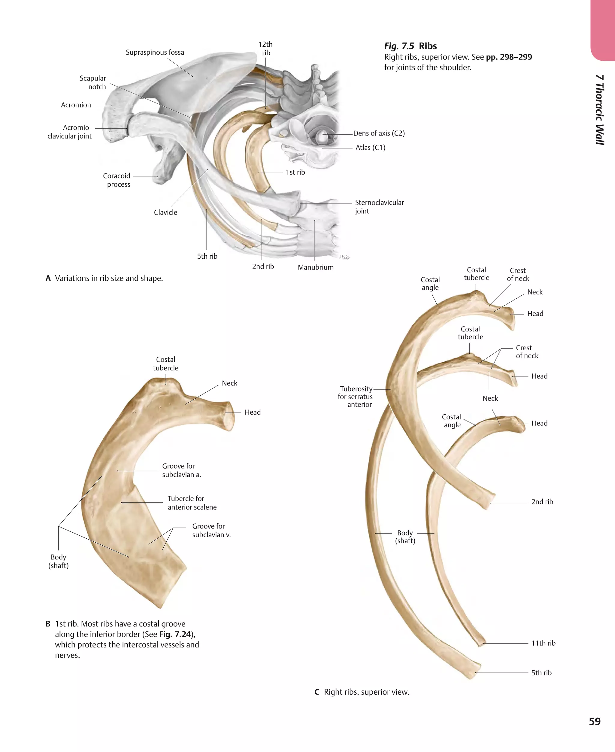 Atlas of Anatomy 4th Edition.Pdf