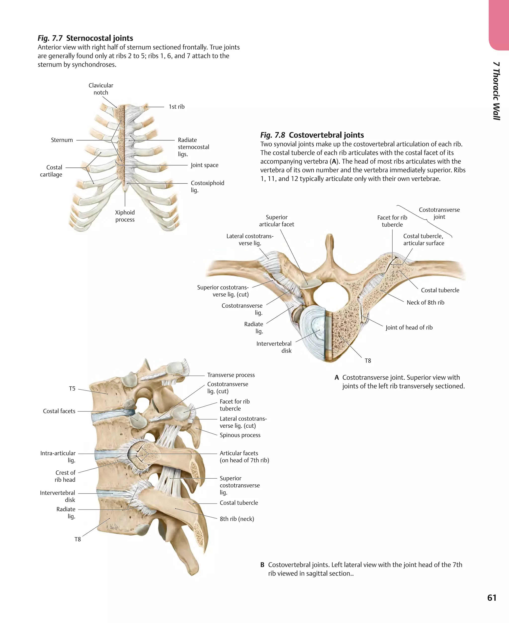 Atlas of Anatomy 4th Edition.Pdf