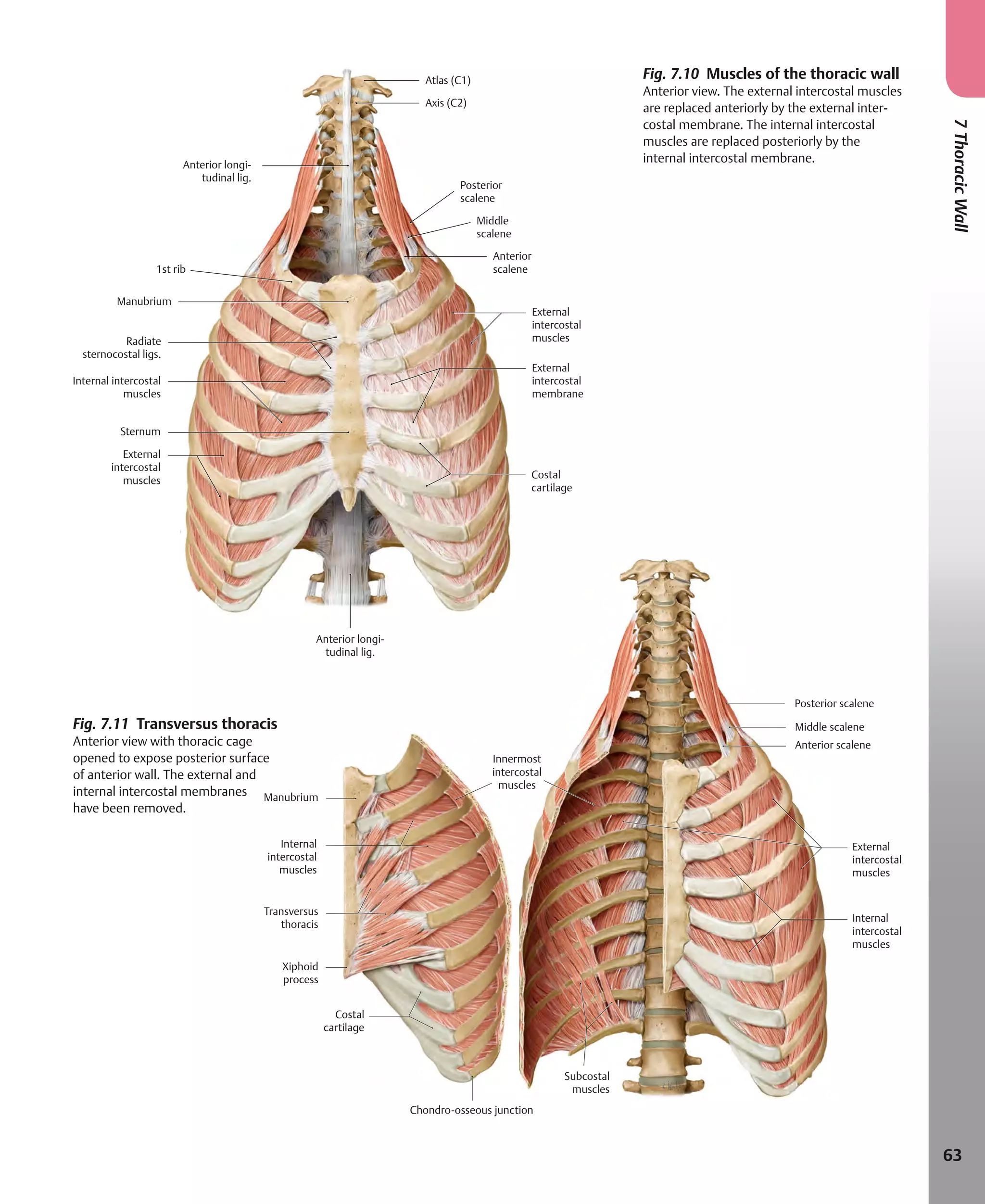 Atlas of Anatomy 4th Edition.Pdf