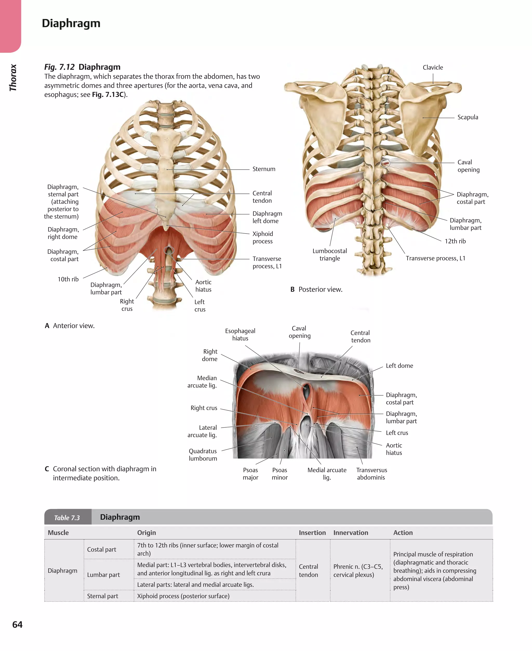 Atlas of Anatomy 4th Edition.Pdf