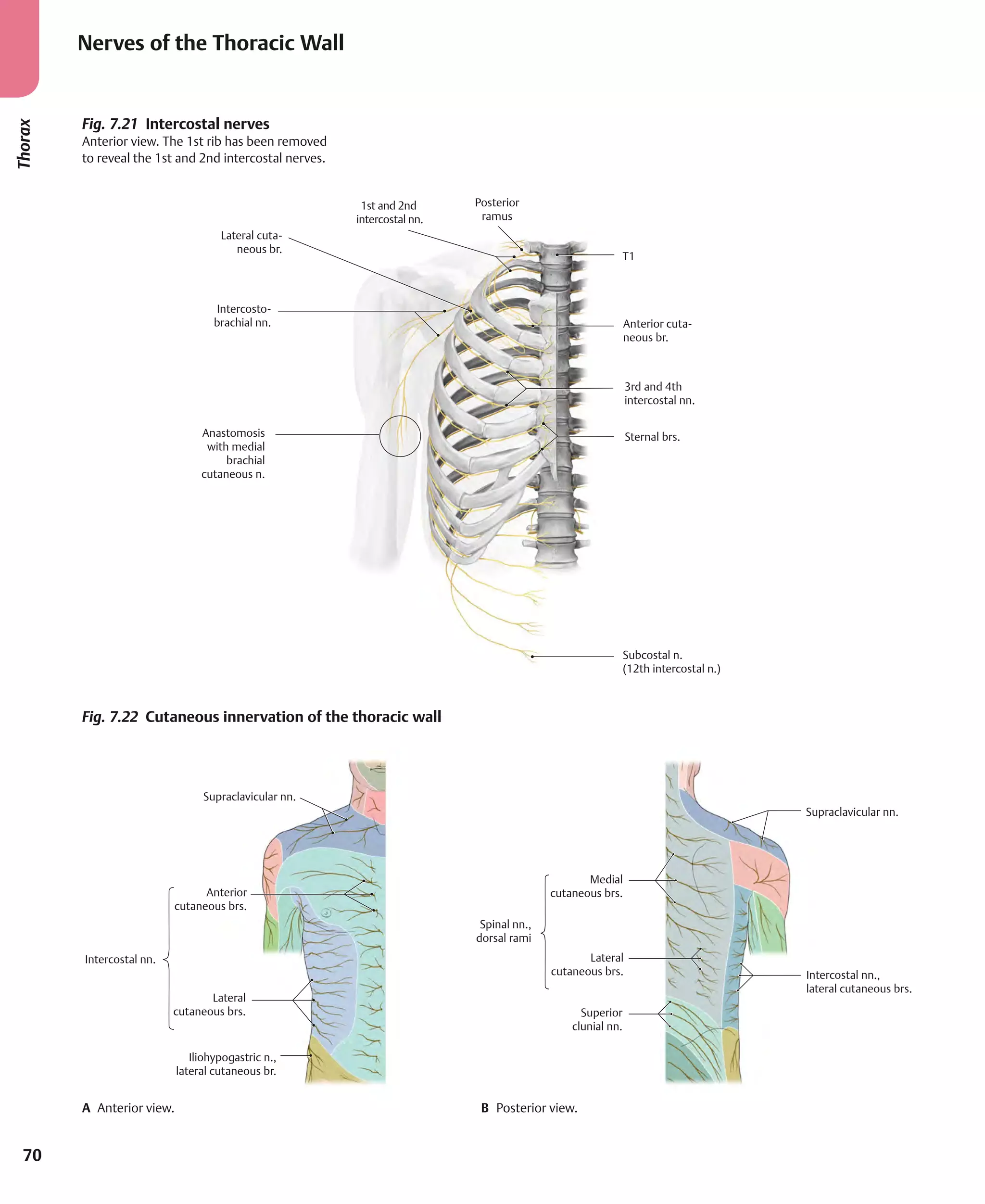 Atlas of Anatomy 4th Edition.Pdf