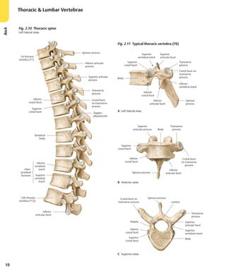 Atlas of Anatomy 4th Edition.Pdf