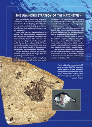 Atlas of creation 4. english | PDF