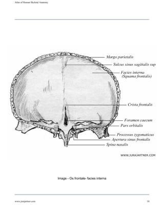 Atlas of human skeletal | PDF