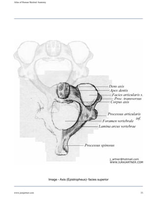 Atlas of human skeletal | PDF