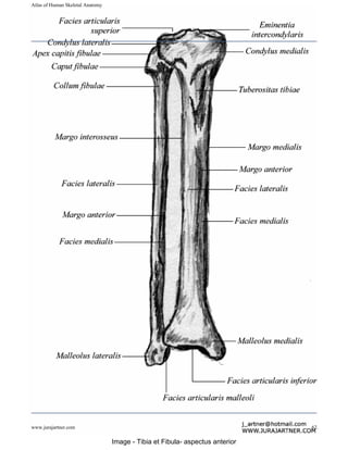 Atlas of human skeletal | PDF