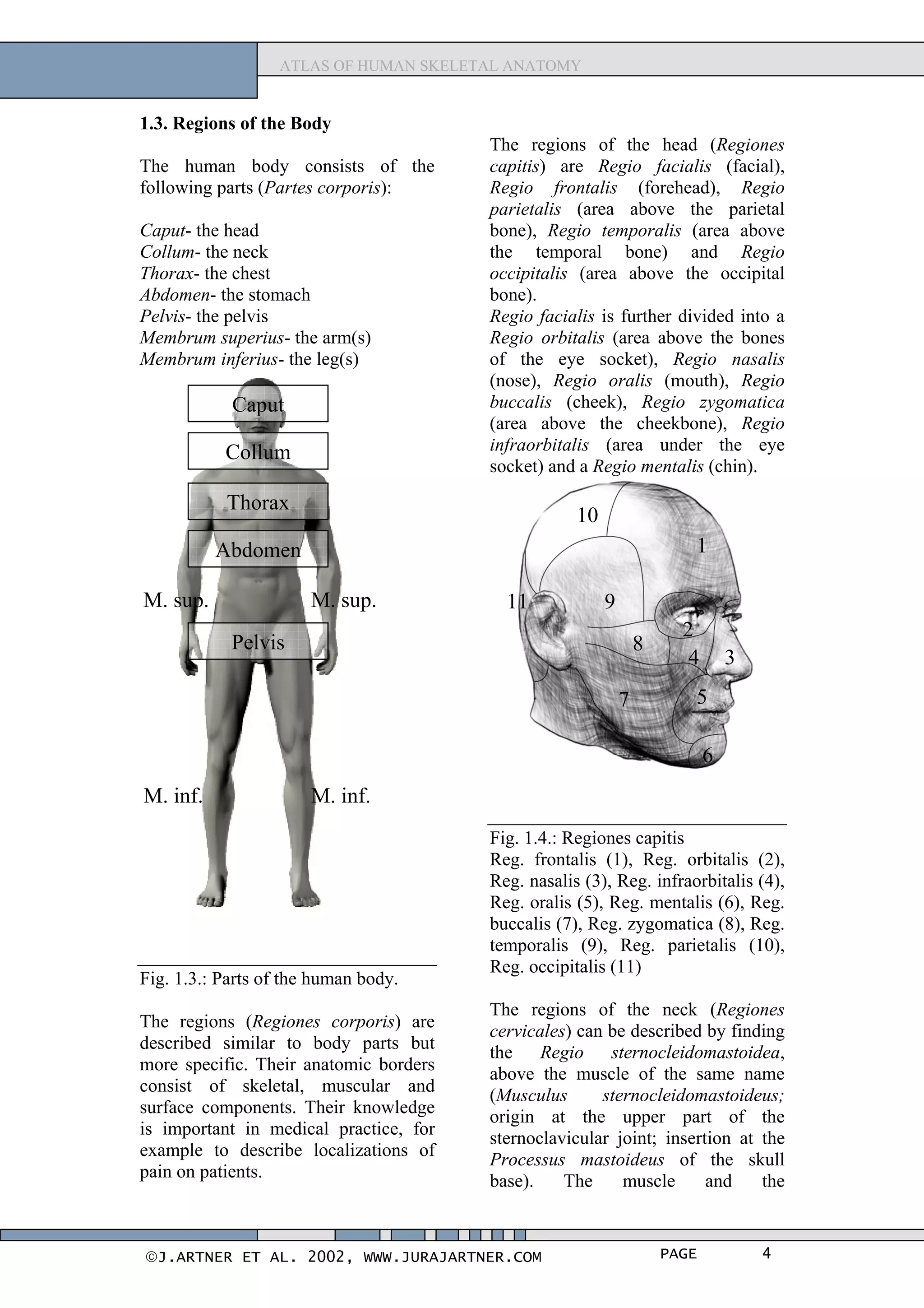 Atlas of human_skeletal_anatomy | PDF