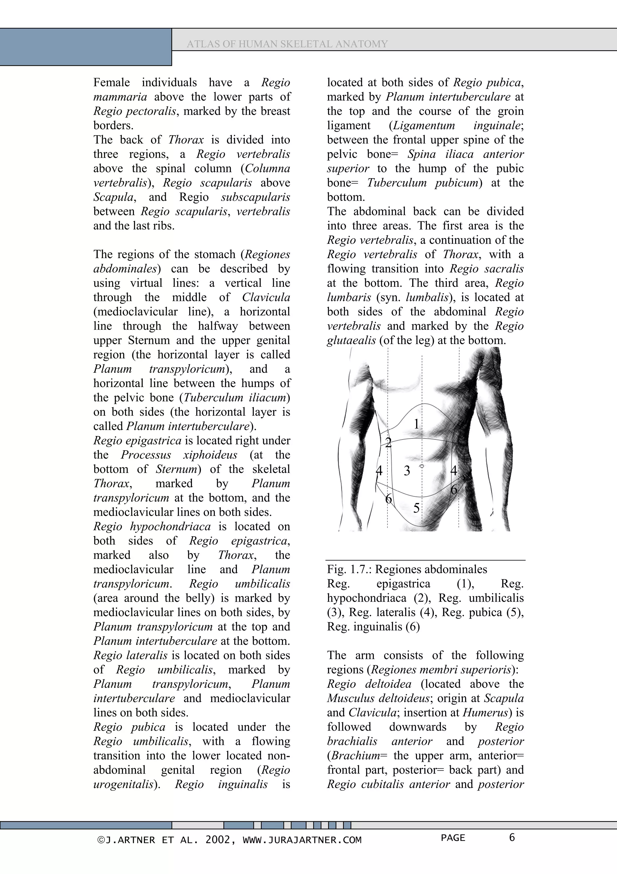 Atlas of human_skeletal_anatomy | PDF