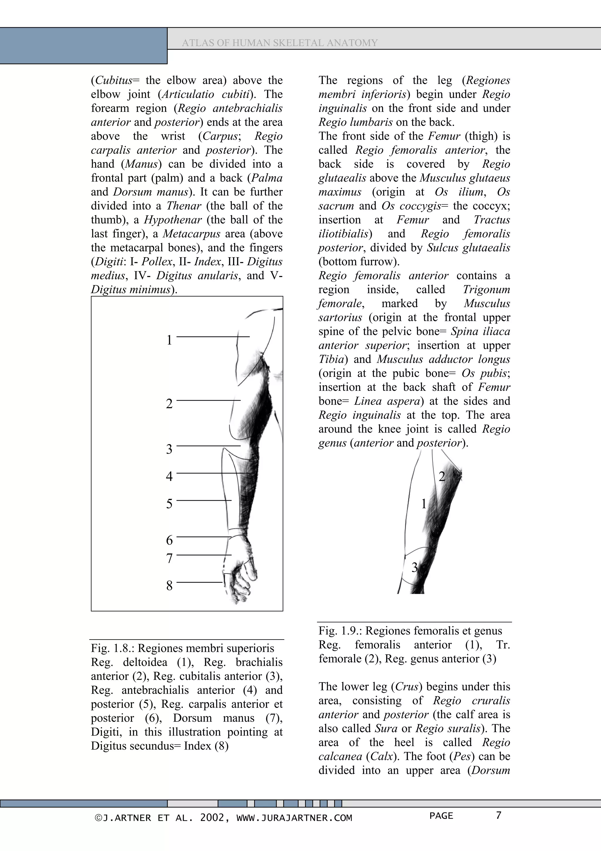 Atlas of human_skeletal_anatomy | PDF