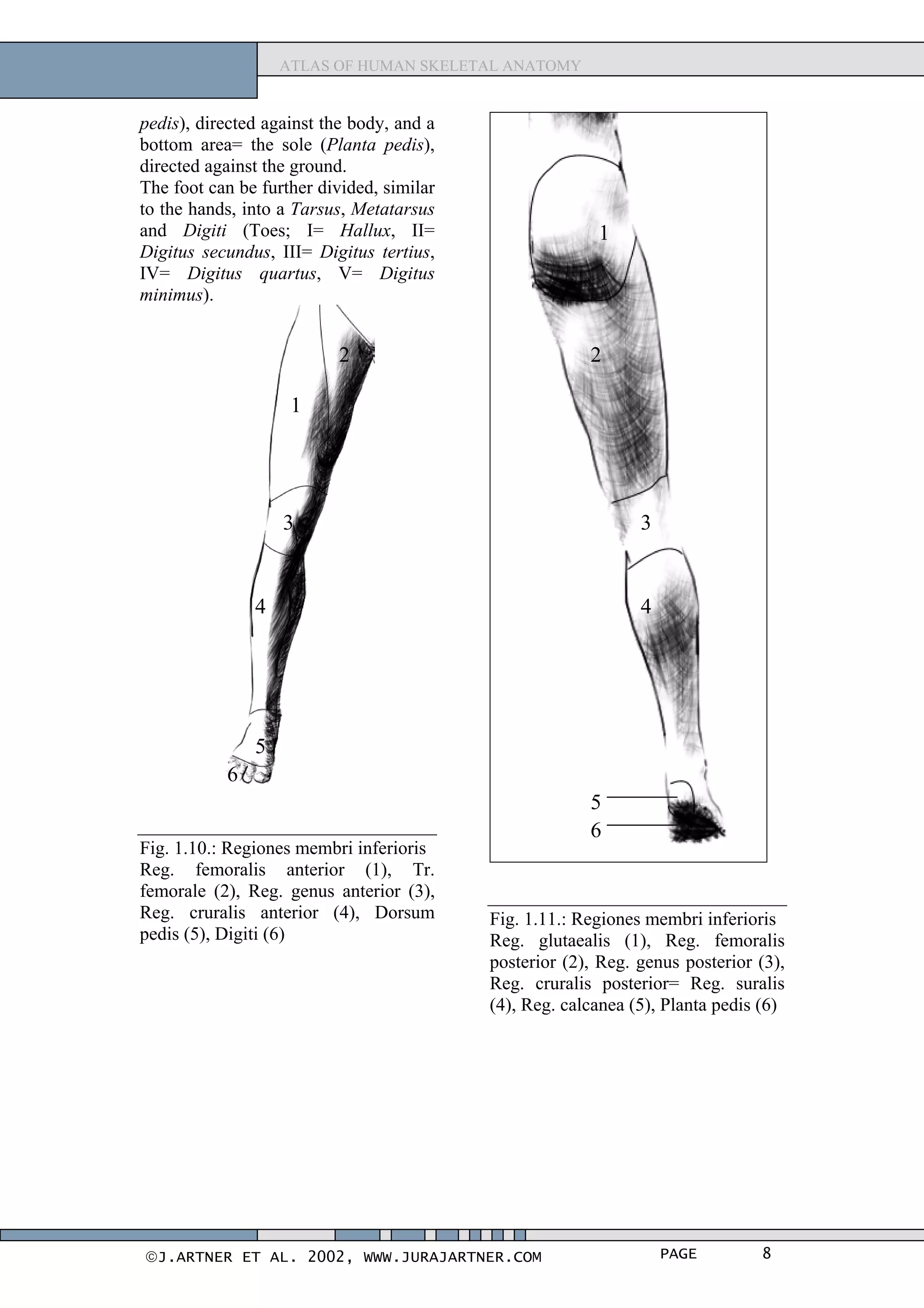 Atlas of human_skeletal_anatomy | PDF