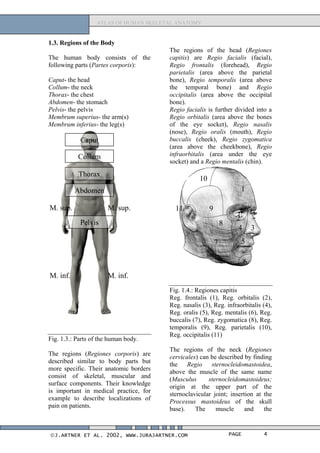Atlas of human_skeletal_anatomy | PDF