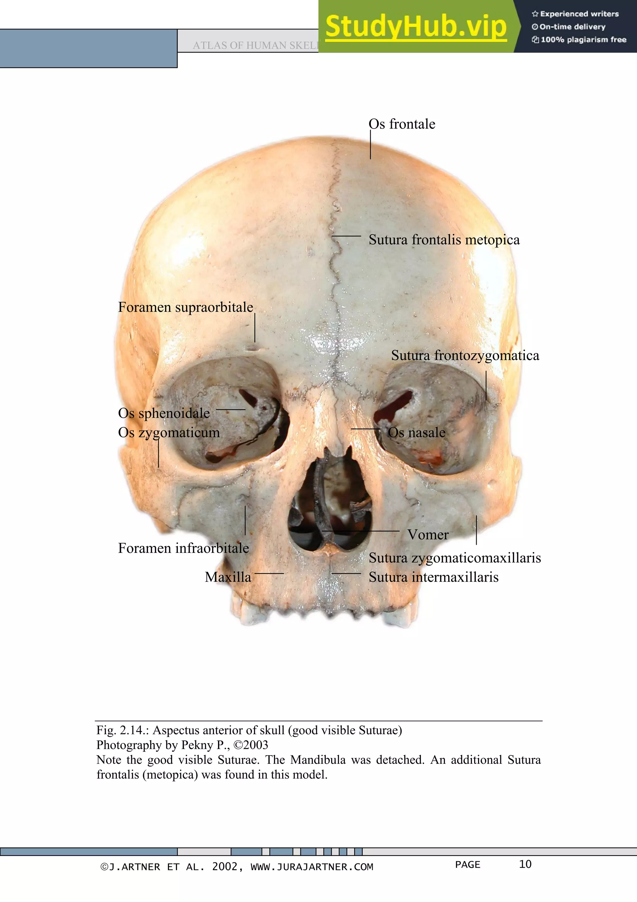 ATLAS OF HUMAN SKELETAL ANATOMY ATLAS OF HUMAN SKELETAL ANATOMY Cranium The Skull-Anatomy | PDF