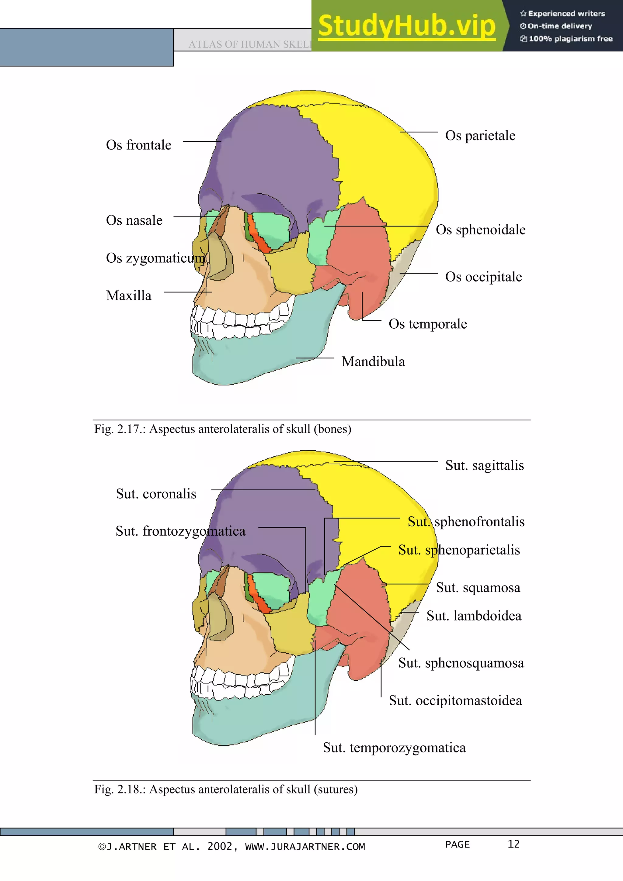 ATLAS OF HUMAN SKELETAL ANATOMY ATLAS OF HUMAN SKELETAL ANATOMY Cranium ...