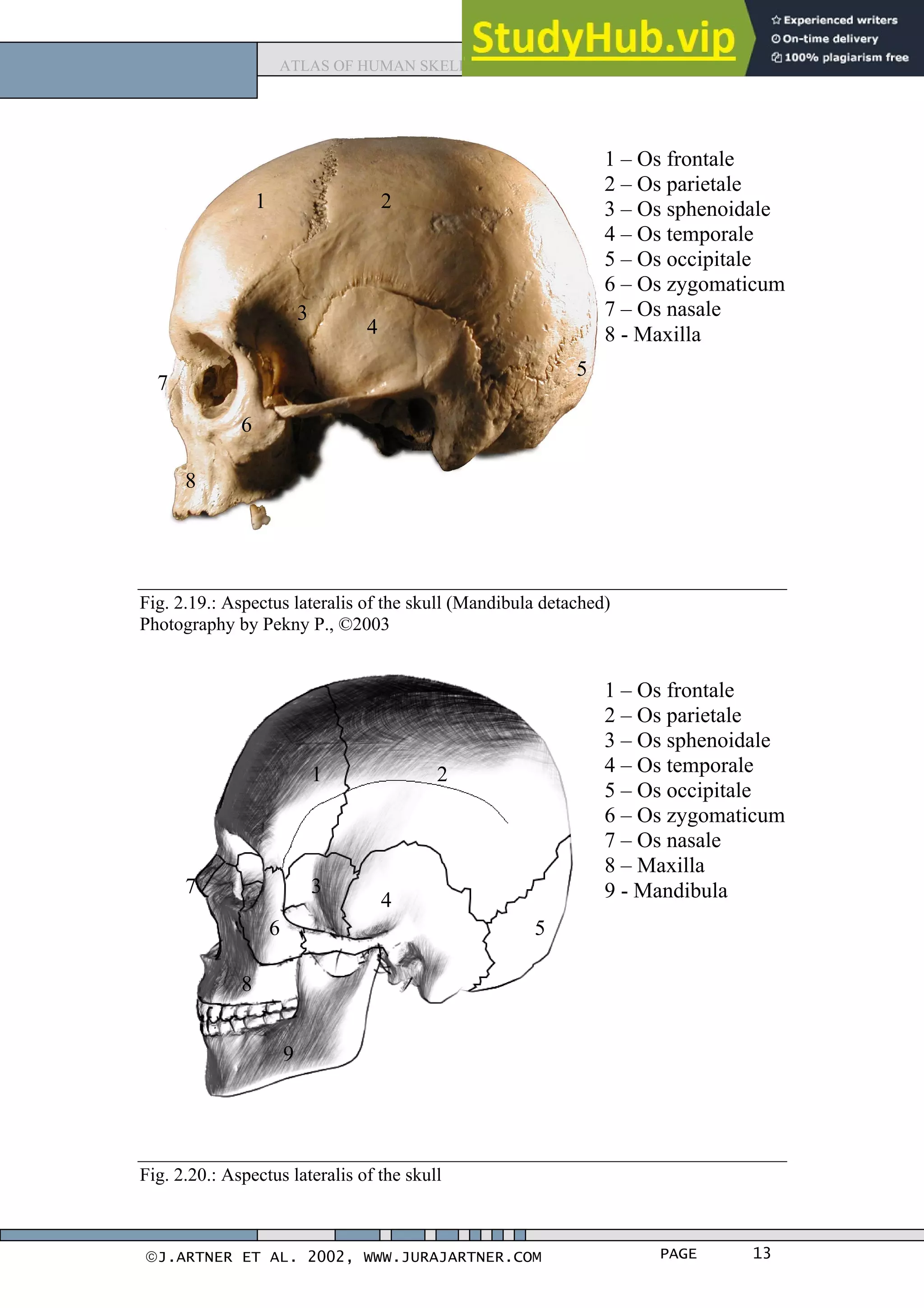 ATLAS OF HUMAN SKELETAL ANATOMY ATLAS OF HUMAN SKELETAL ANATOMY Cranium ...
