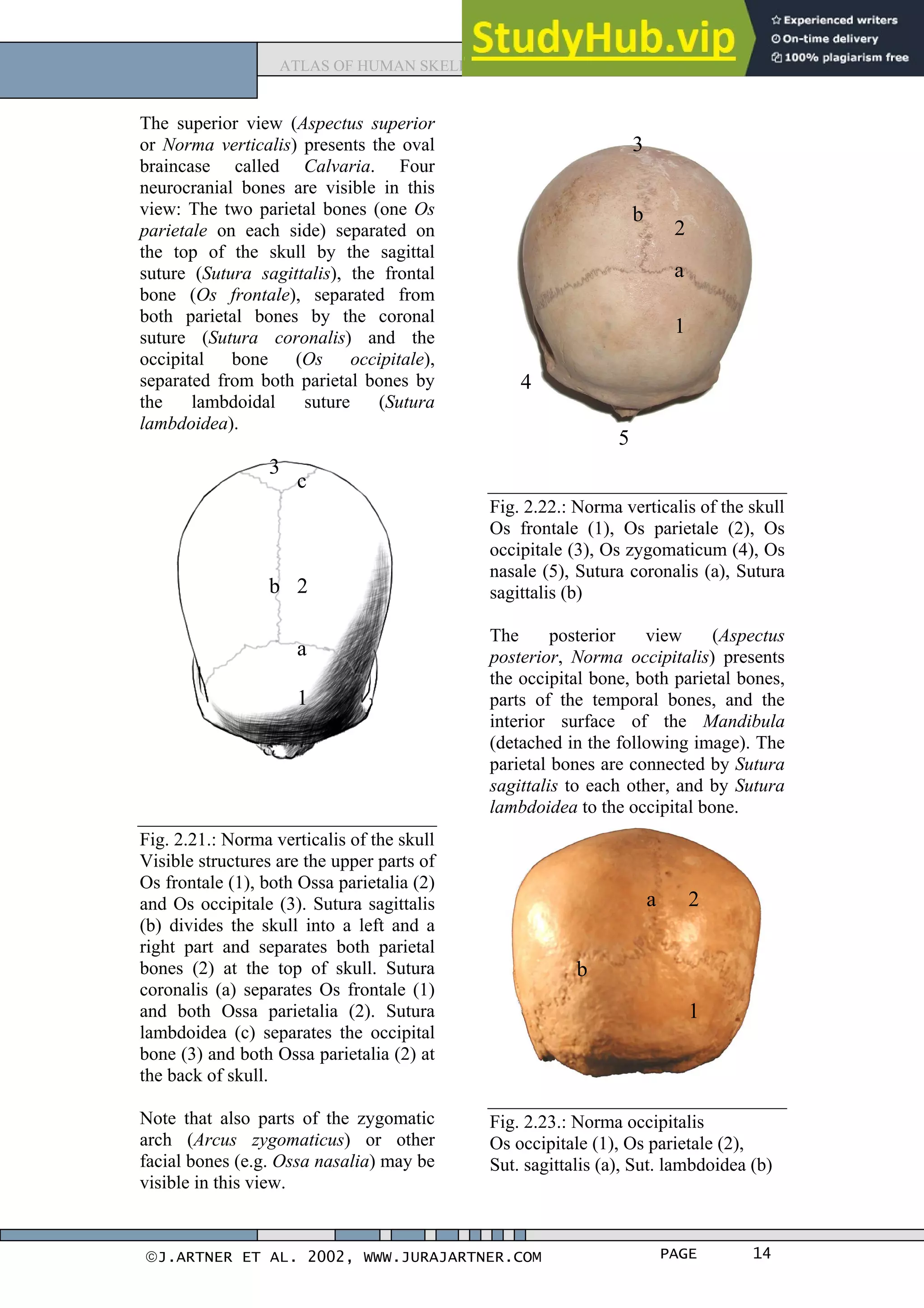 ATLAS OF HUMAN SKELETAL ANATOMY ATLAS OF HUMAN SKELETAL ANATOMY Cranium ...