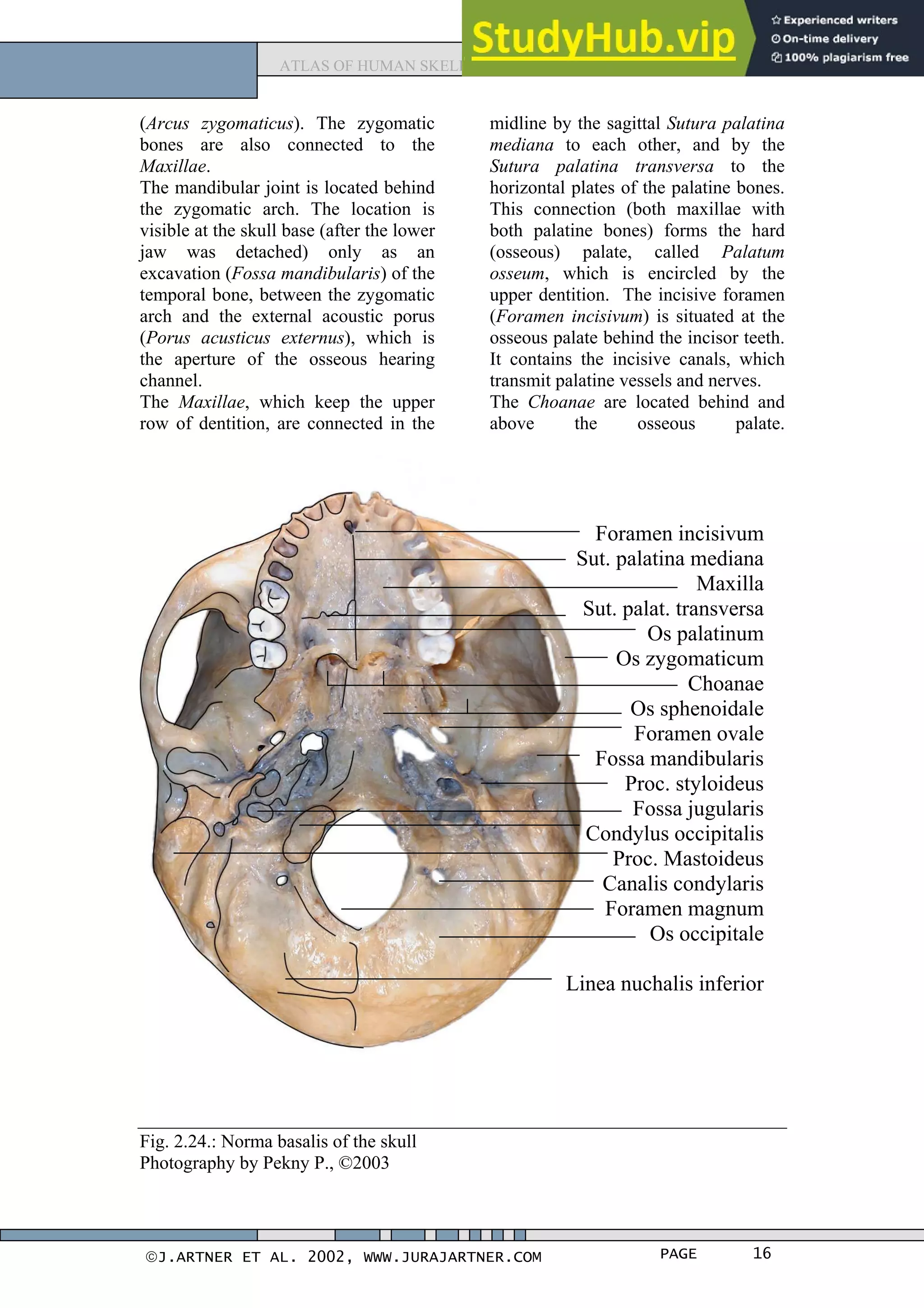 ATLAS OF HUMAN SKELETAL ANATOMY ATLAS OF HUMAN SKELETAL ANATOMY Cranium ...