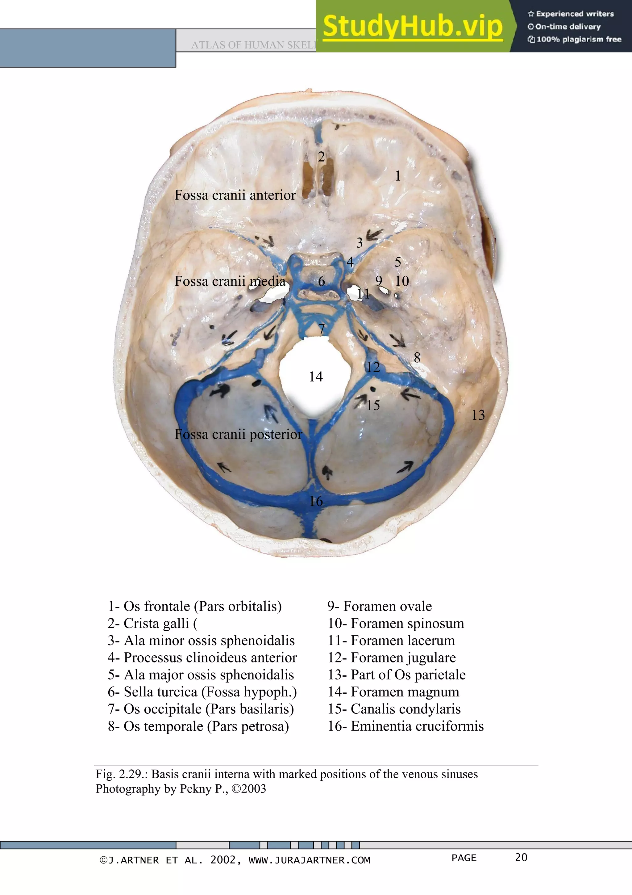ATLAS OF HUMAN SKELETAL ANATOMY ATLAS OF HUMAN SKELETAL ANATOMY Cranium ...