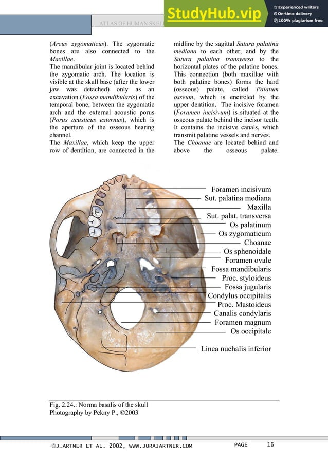 ATLAS OF HUMAN SKELETAL ANATOMY ATLAS OF HUMAN SKELETAL ANATOMY Cranium ...