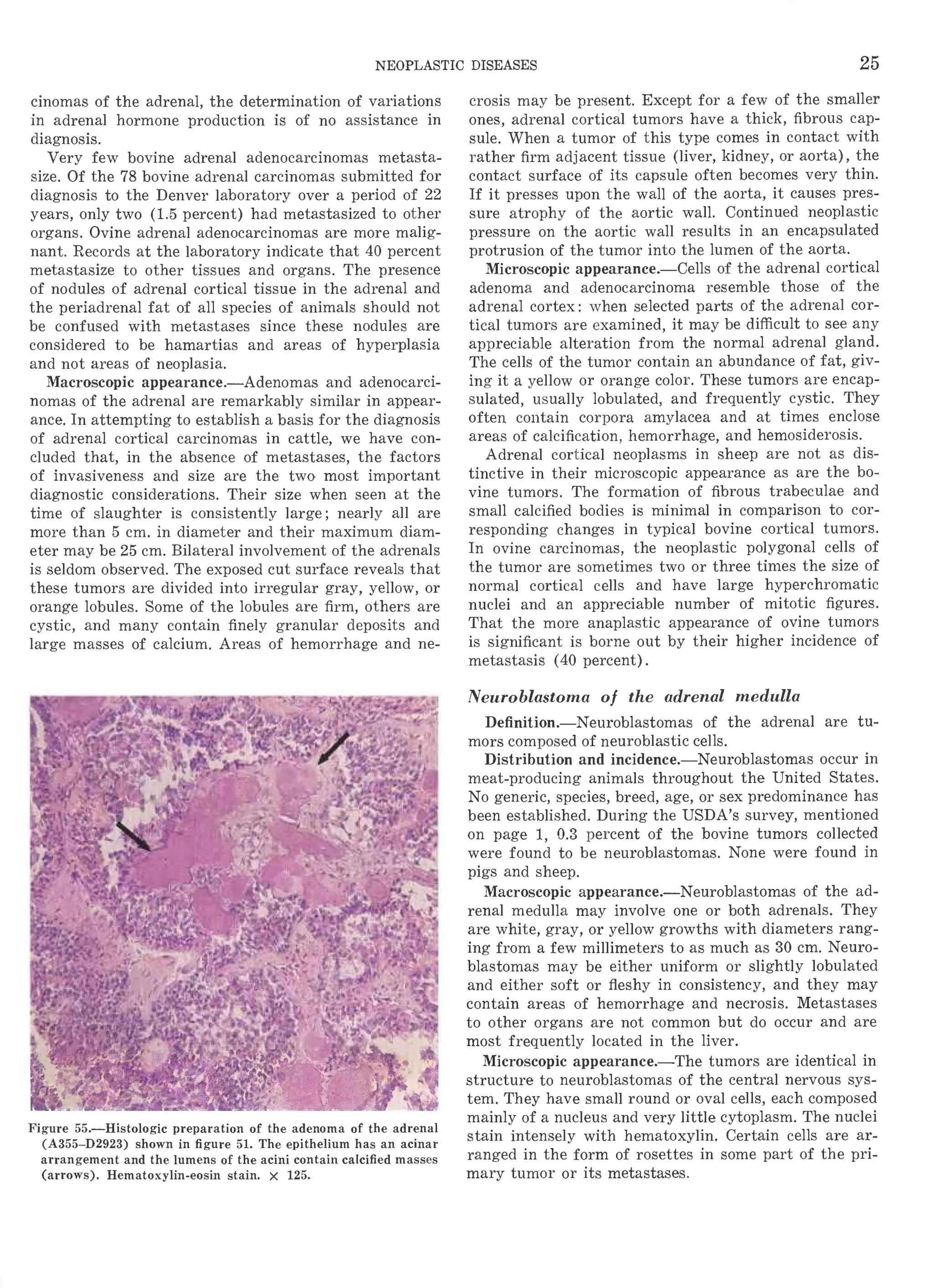 Atlas of meat inspection pathology | PDF | Infectious Diseases ...