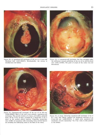 Atlas of meat inspection pathology | PDF