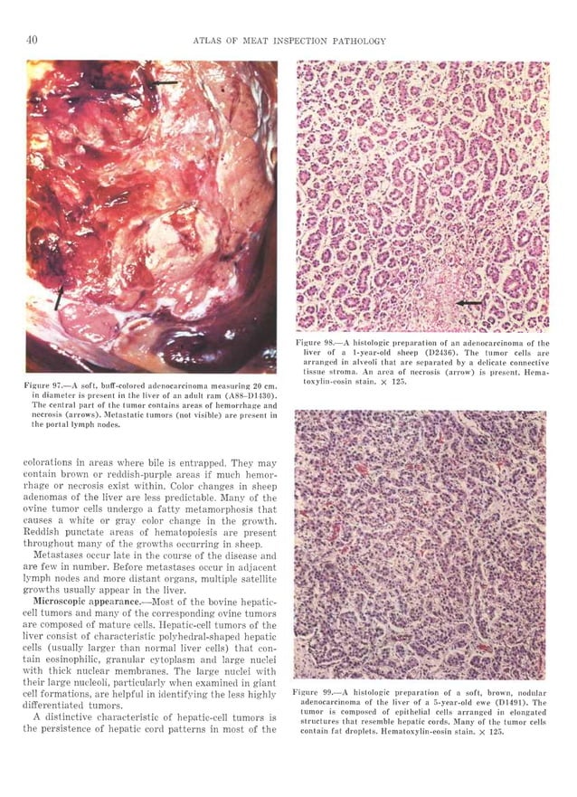 Atlas of meat inspection pathology | PDF | Infectious Diseases ...