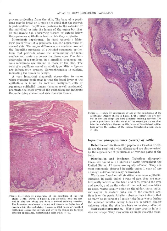 Atlas of meat inspection pathology | PDF | Infectious Diseases ...