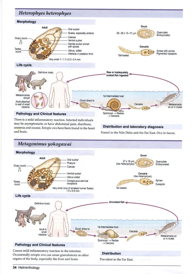 Atlas of medical helmintology and protozoology | PDF