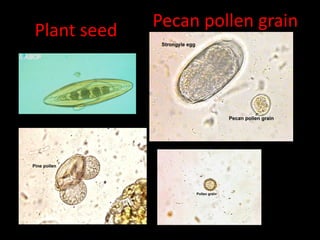 Atlas of Microscopic Artifacts.pdf