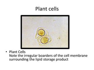 Atlas of Microscopic Artifacts.pdf