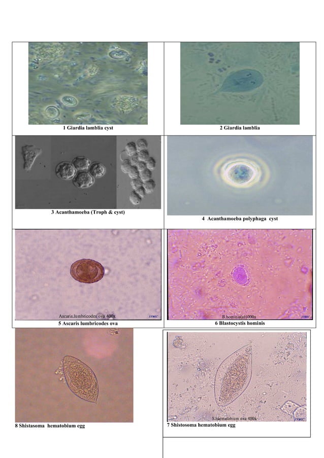 Atlas of parasitology | PDF | Biological Sciences | Science