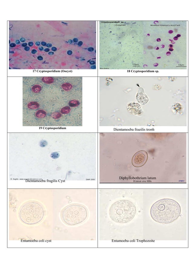 Atlas of parasitology | PDF | Biological Sciences | Science
