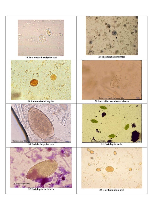 Atlas of parasitology | PDF | Biological Sciences | Science