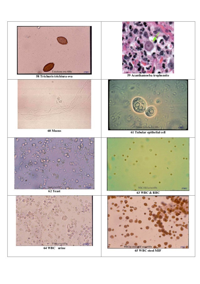 Atlas of parasitology
