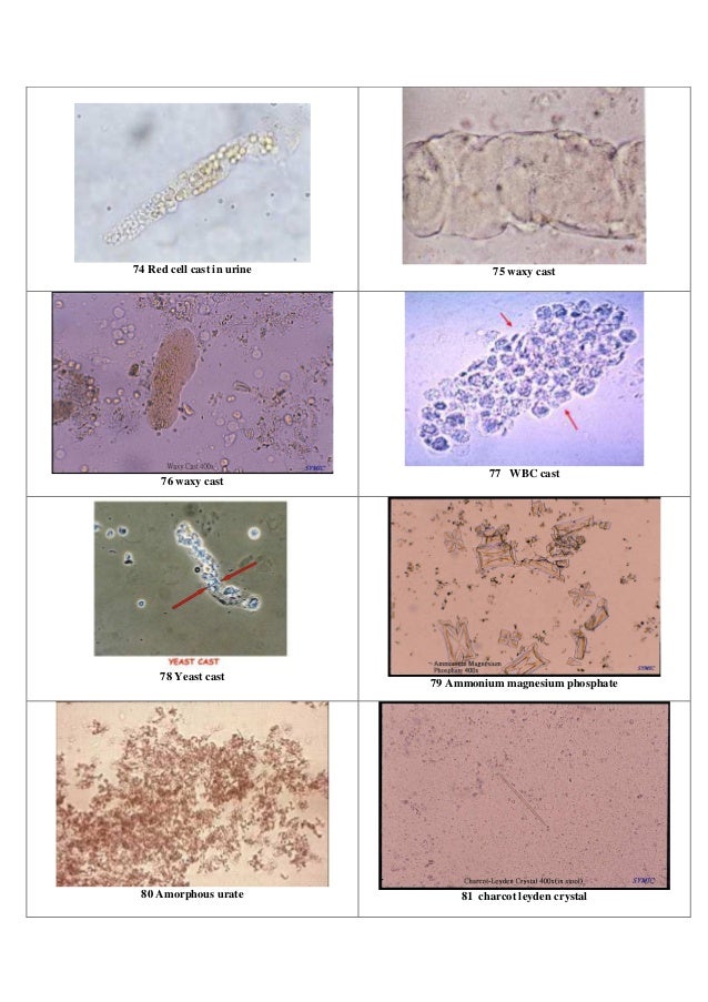 Atlas of parasitology