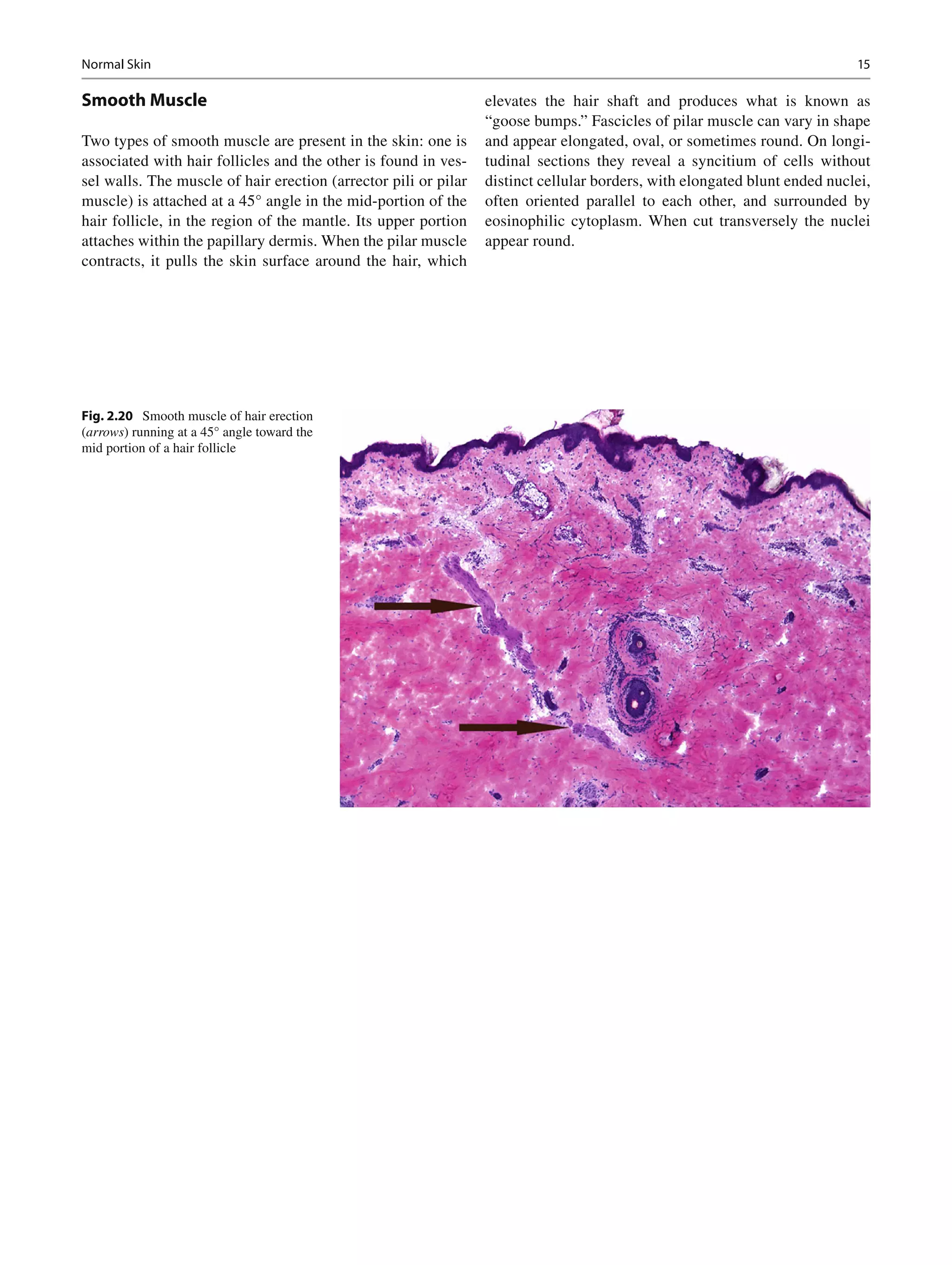 Atlas of practical mohs histopathology | PDF