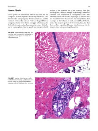 Atlas of practical mohs histopathology | PDF
